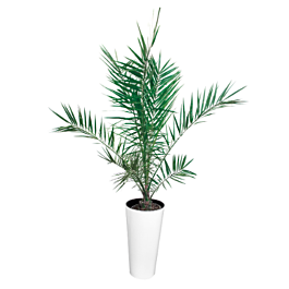 Plante verte naturelle PHOENIX + pot blanc en céramique Pas Cher ...